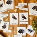 Nocturnal Animals Unit: Science Pack - Etsy