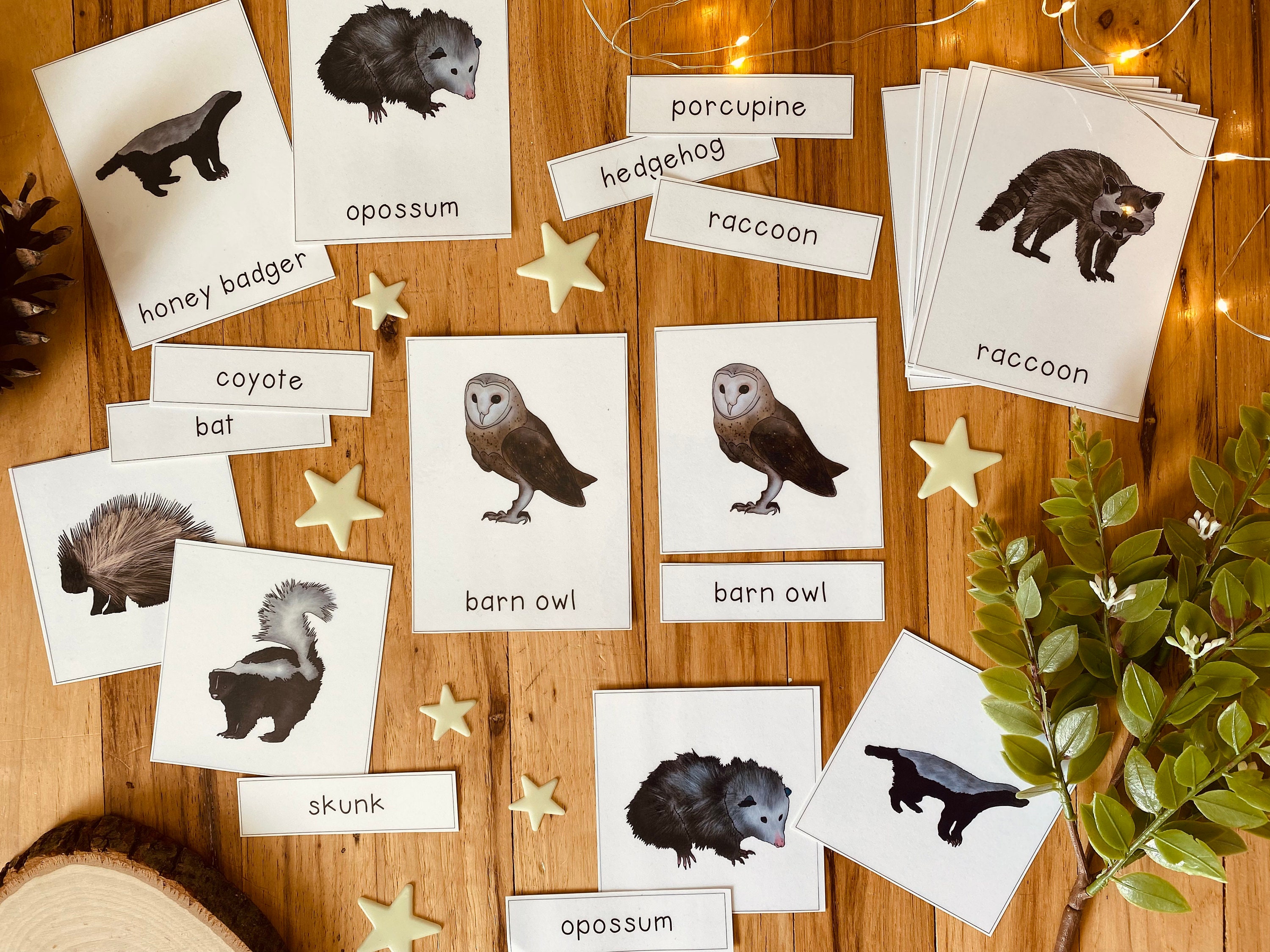 Nocturnal Animals Unit: Science Pack - Etsy