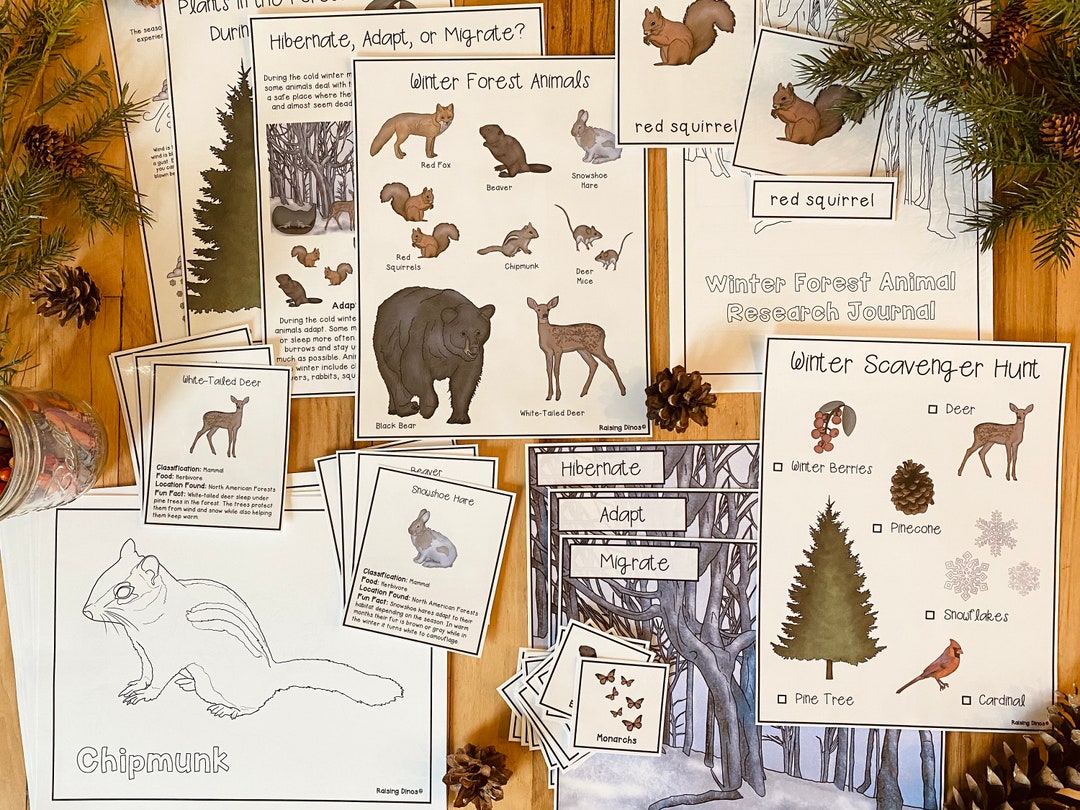 Winter Forest Unit: Science Pack - Etsy
