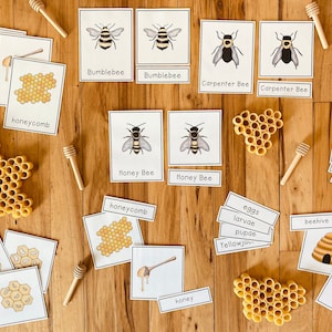 Bee Unit: Science Pack - Etsy