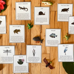 Pond Unit: Science Pack - Etsy