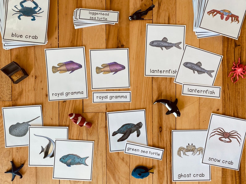 Ocean Unit: Science Pack - Etsy