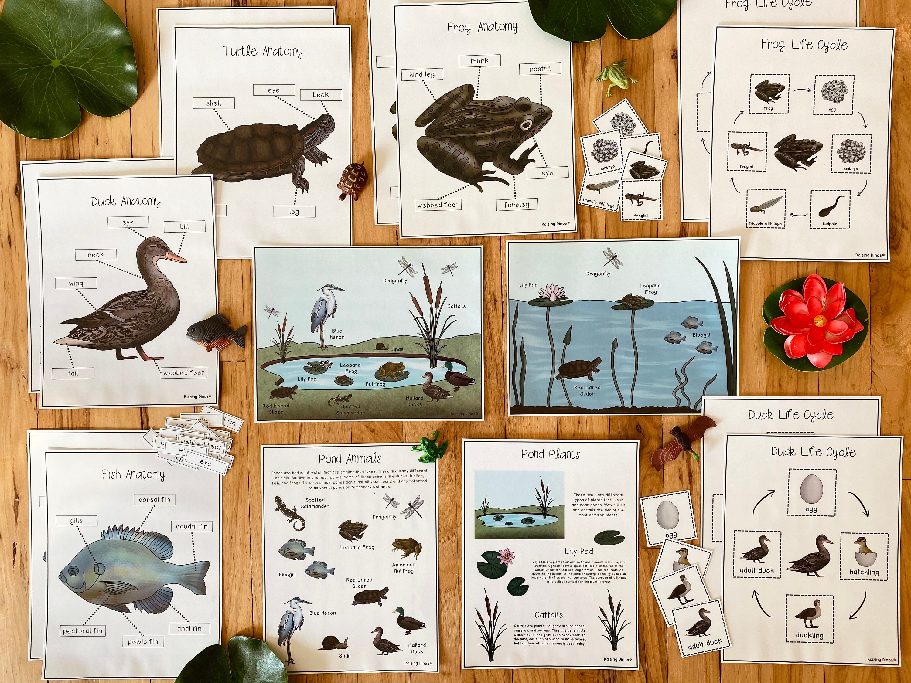 Pond Unit: Science Pack - Etsy