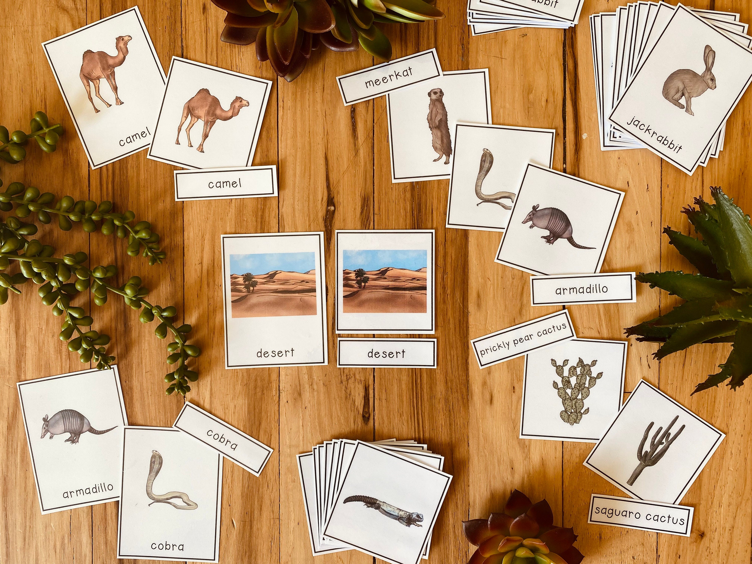 Desert Unit: Science Pack - Etsy