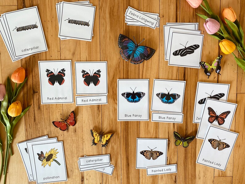 Butterfly Unit: Science Pack - Etsy