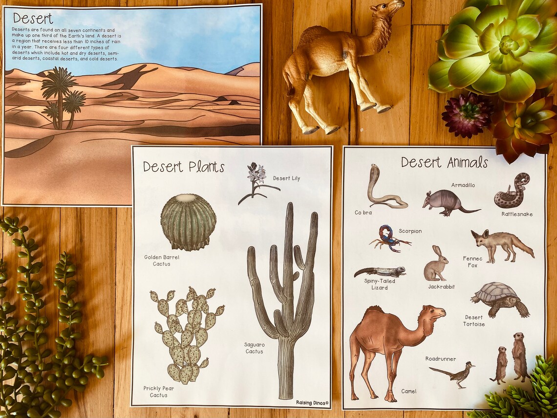 Desert Unit Bundle | Etsy