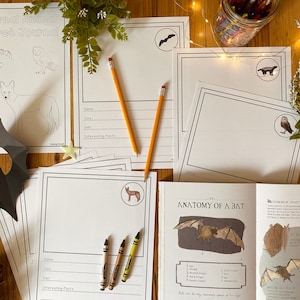 Nocturnal Animals Unit: Science Pack - Etsy