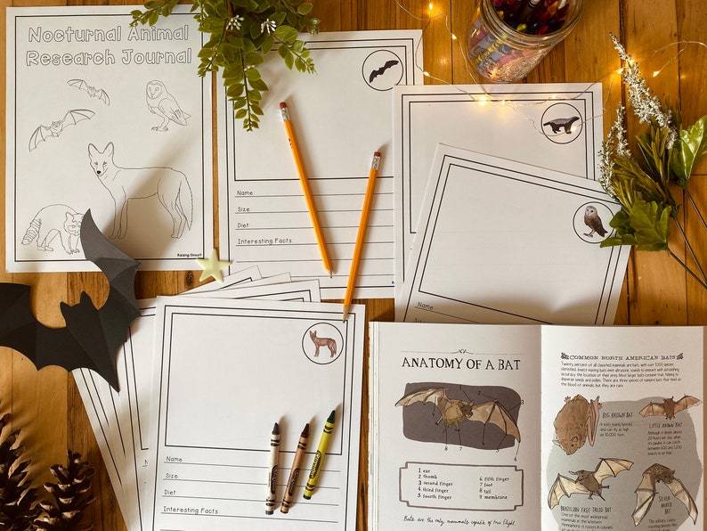 Nocturnal Animals Unit: Science Pack - Etsy