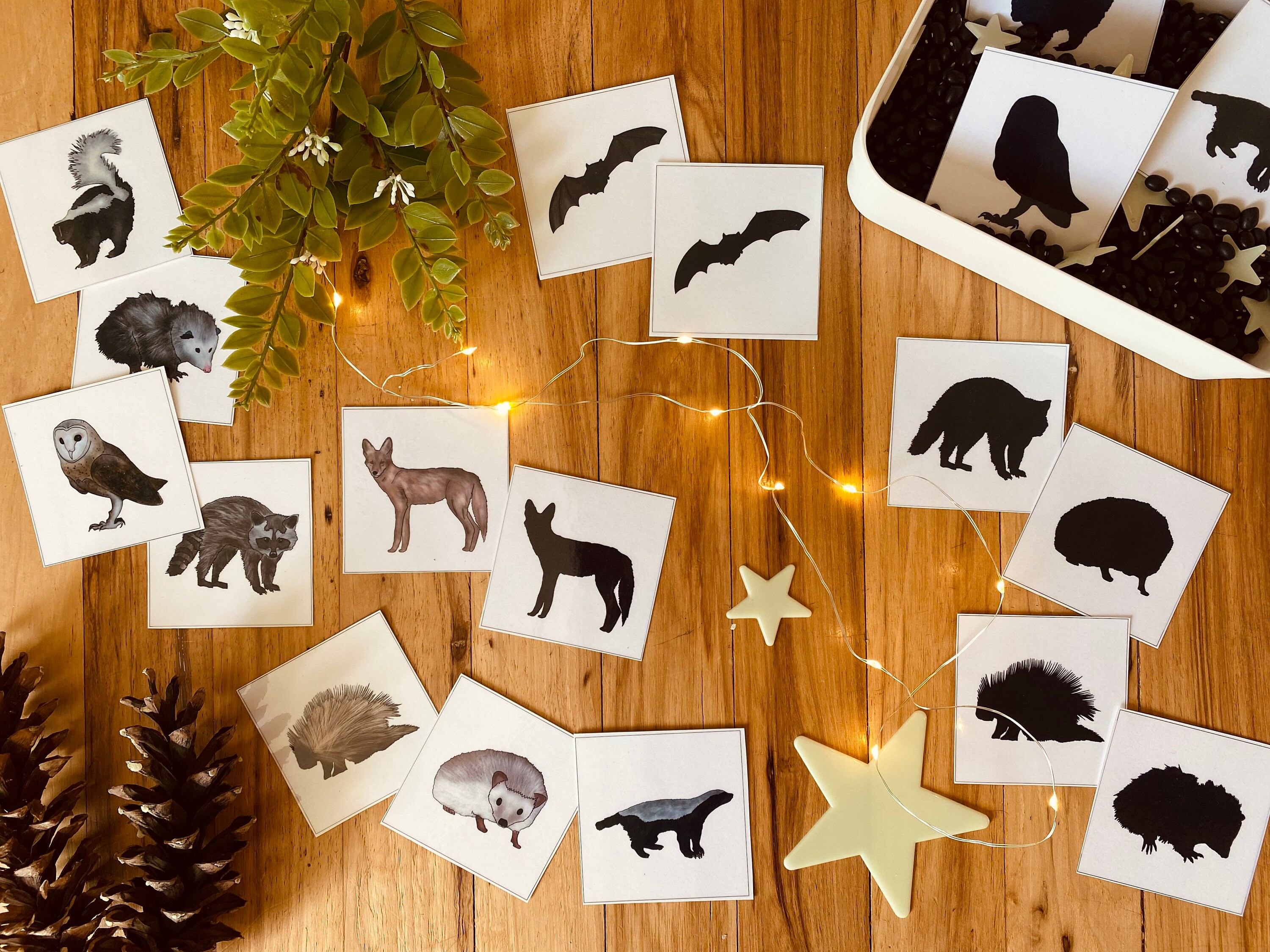 Nocturnal Animals Unit: Science Pack - Etsy