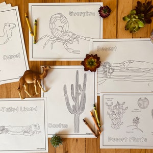 Desert Unit: Science Pack - Etsy