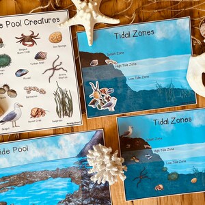 Tide Pool Mini Study - Etsy