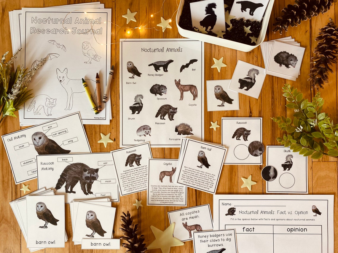 Nocturnal Animals Unit: Science Pack - Etsy