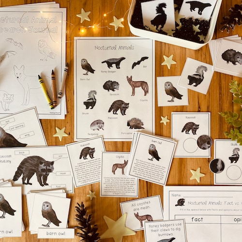 Nocturnal Animals Unit: Science Pack - Etsy