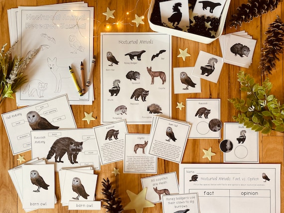 Nocturnal Animals Unit: Science Pack - Etsy