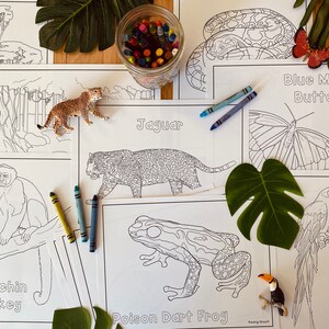 Rainforest Unit Bundle - Etsy