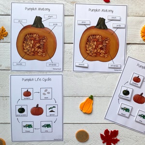 Fall Unit: Science Pack - Etsy