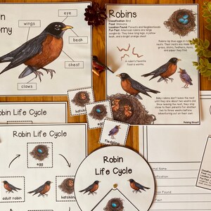 Robin Mini Study - Etsy