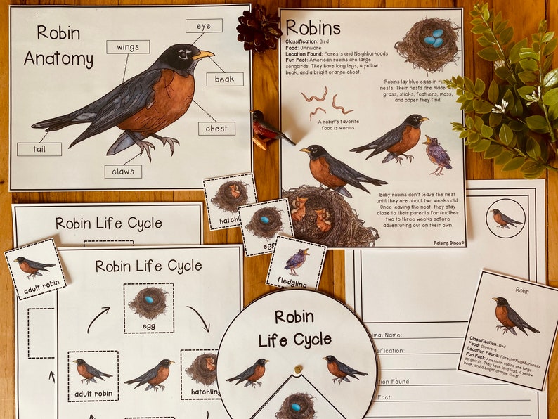 Robin Mini Study - Etsy