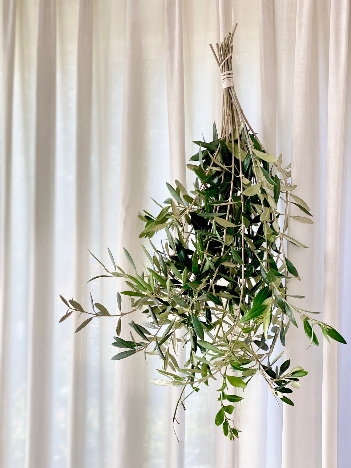 Olive Tree Stems 10-12 15 Inches Fresh Mediterranean Greek | Etsy