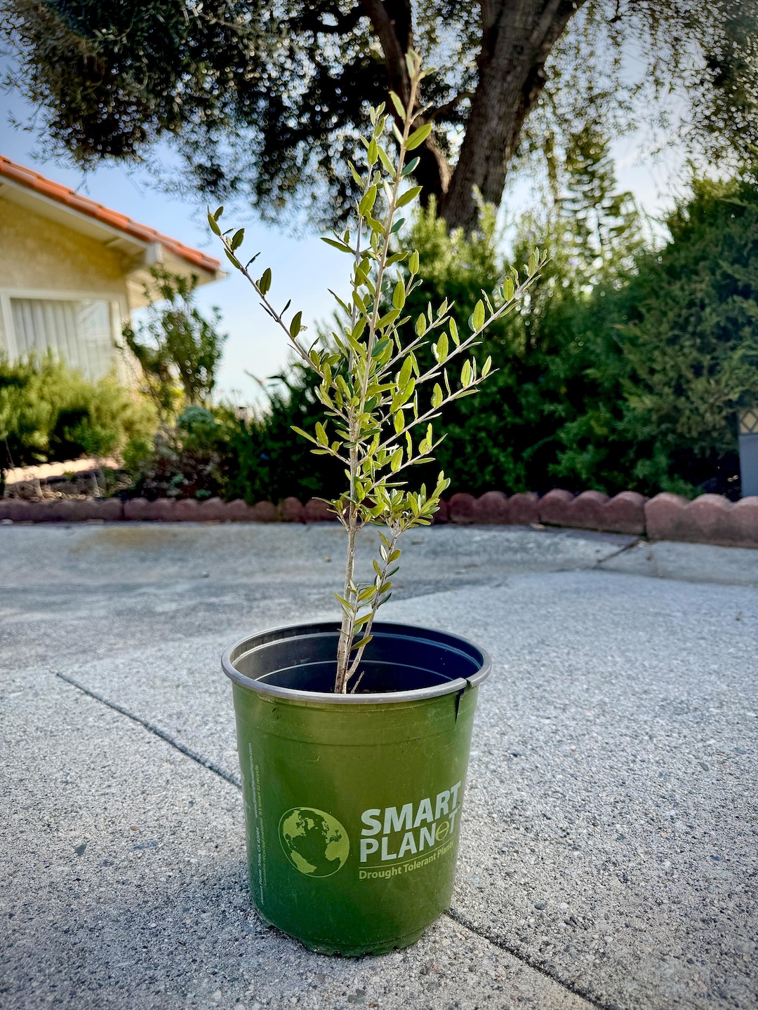 Live Rooted Olive Trees Saplings Baby Olive Treea Shipped Bare Root ...