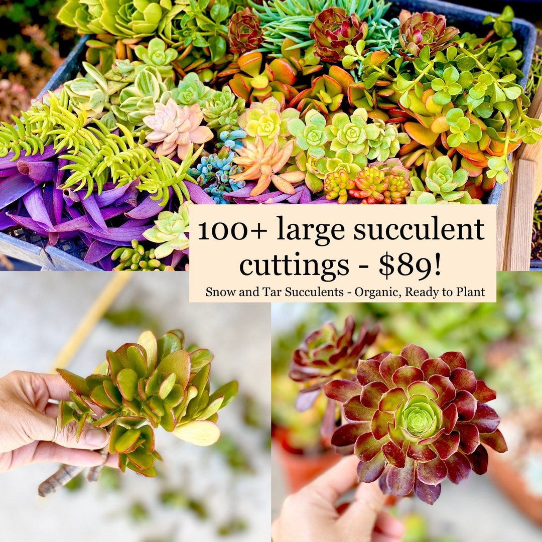 100+ Succulent Plant Cuttings Easy to Grow With How to Propagate ...