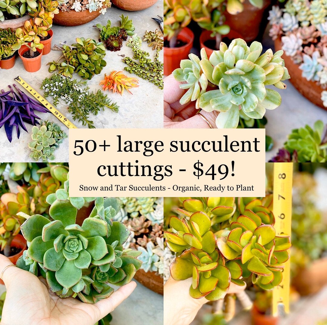 Succulent Gift Box Mix Kit for Propagation Diy Succulent Terrariums 50 ...