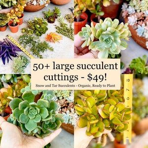 Succulent Gift Box Mix Kit for Propagation Diy Succulent Terrariums 50 ...