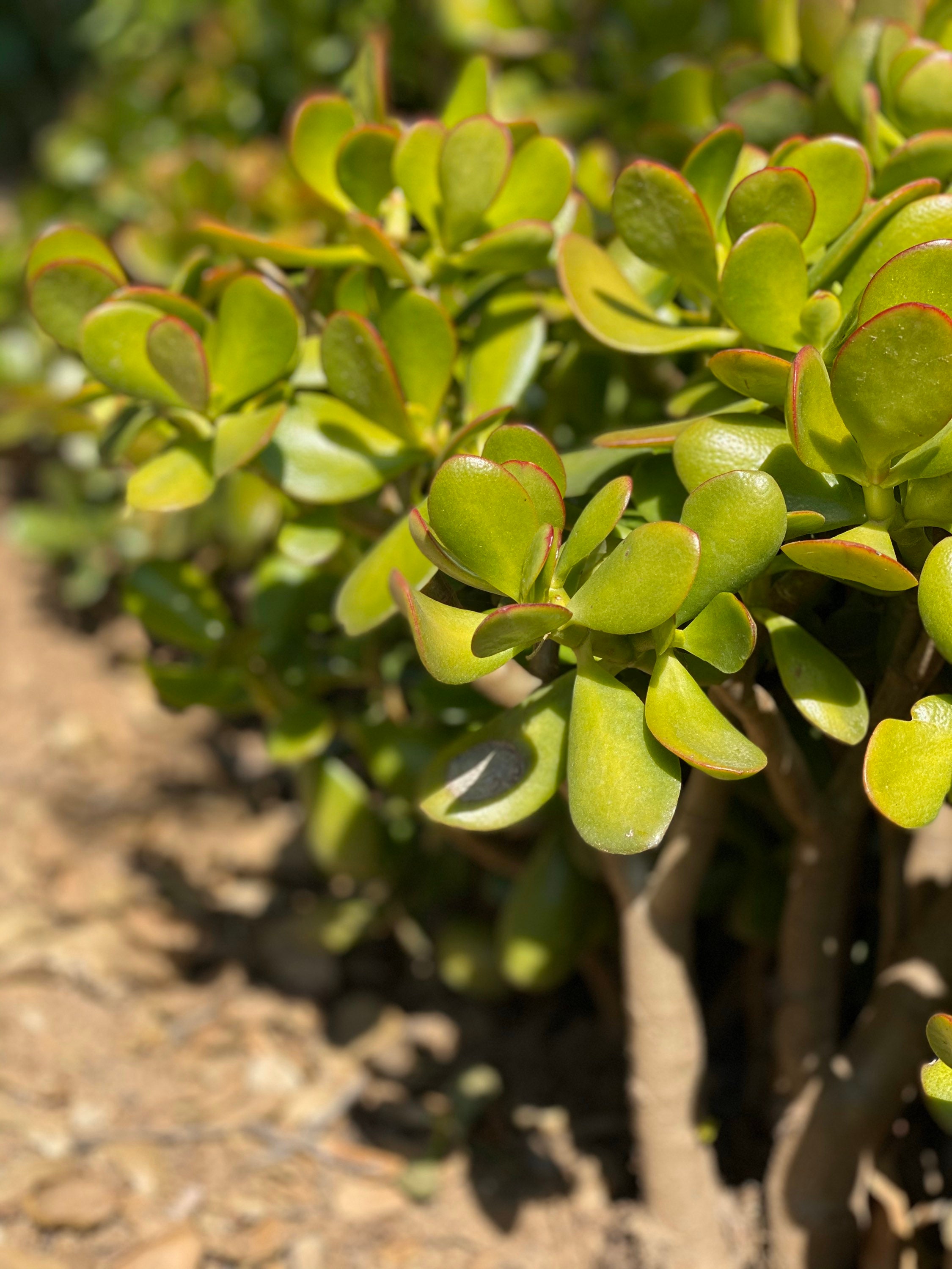 Jade Succulent Cuttings Crassula Ovata Drought Tolerant | Etsy