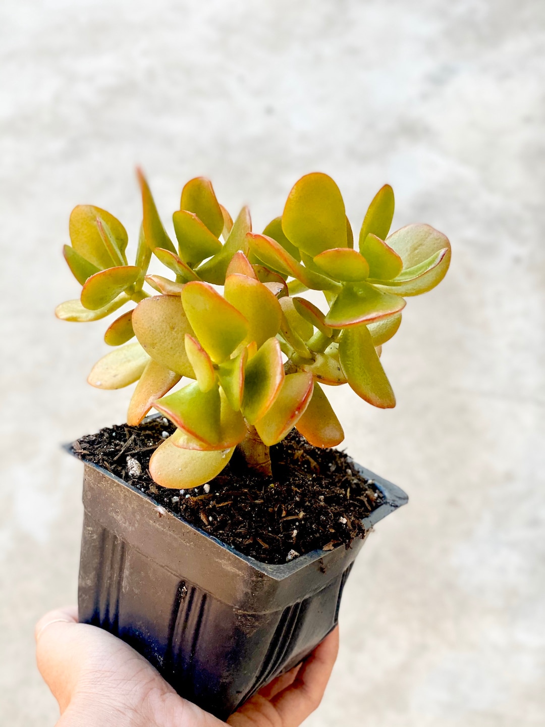 Rooted Crassula Ovata Live Jade Plant With Well Established Roots 6-9 ...
