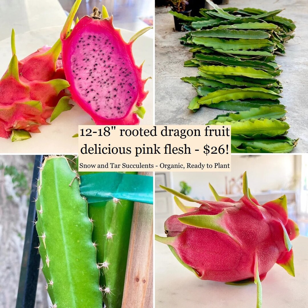 Pink Flesh Dragon Fruit Plant With Established Roots 12-18 Pink Flesh ...