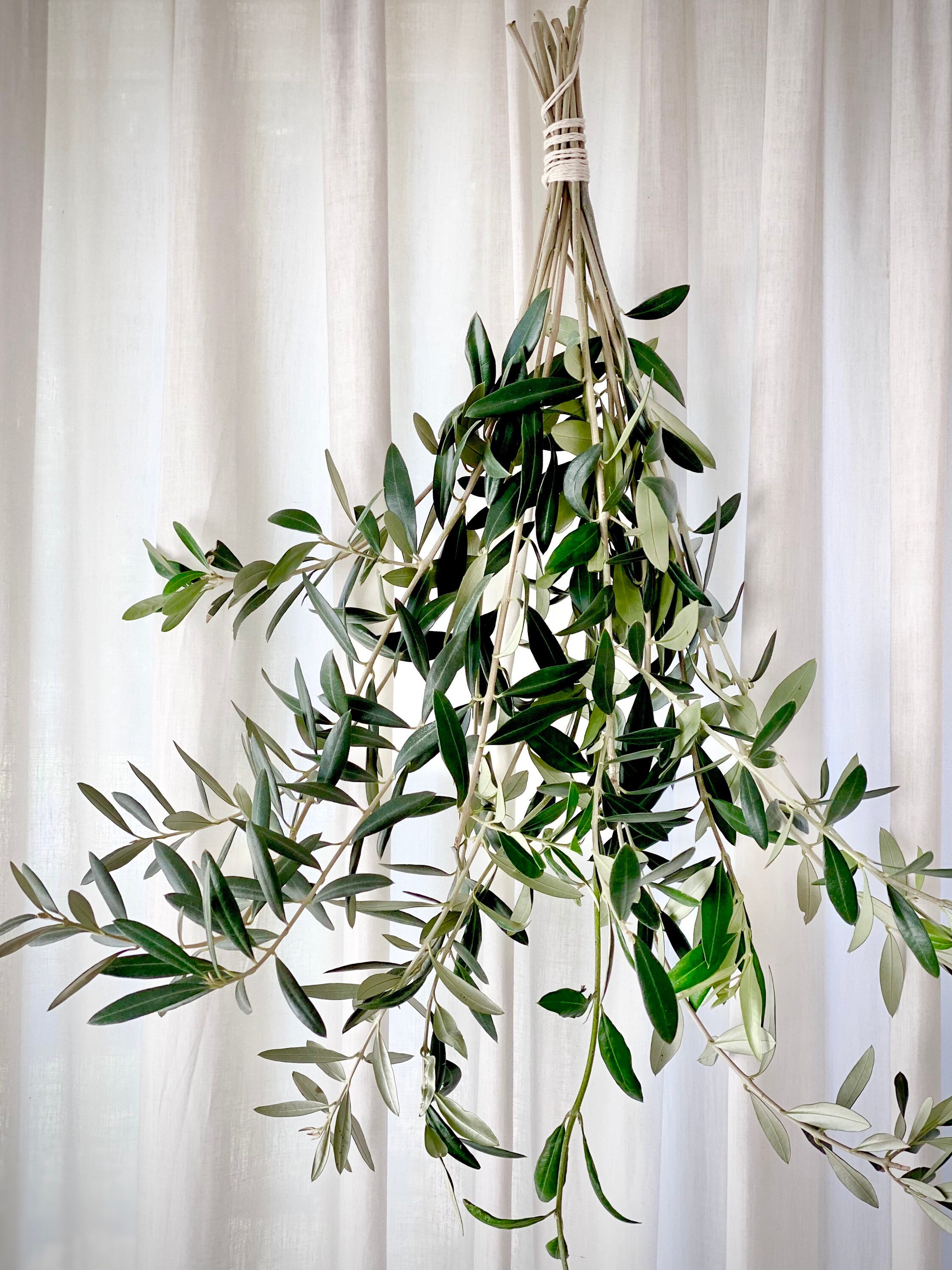 Olive Tree Stems 10-12 15 Inches Fresh Mediterranean Greek | Etsy