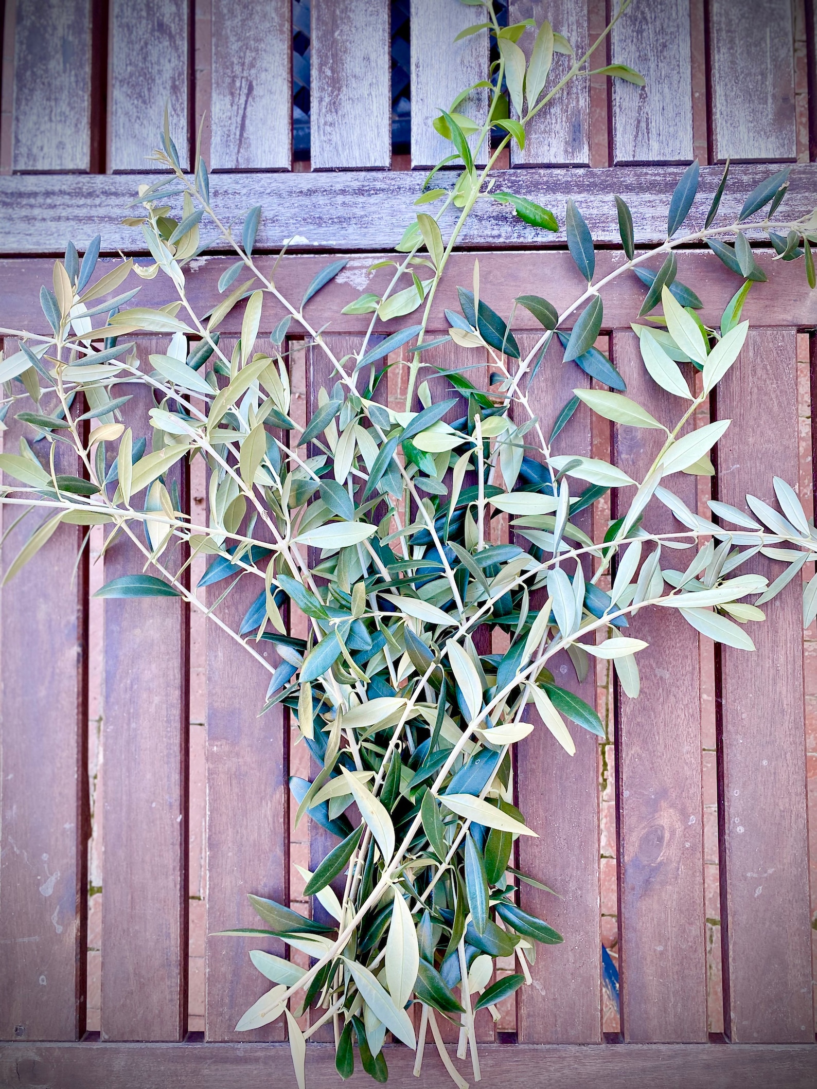 Olive Tree Stems 10-12 15 Inches Fresh Mediterranean Greek Olive Tree ...