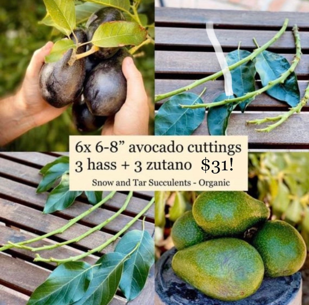 6 Avocado Tree Cuttings 6-8” Hass and Zutano Avocado Variety Live Stems ...