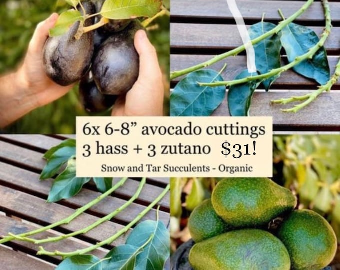 6 Avocado Tree Cuttings 6-8 Hass and Zutano Avocado Variety Live Stems ...