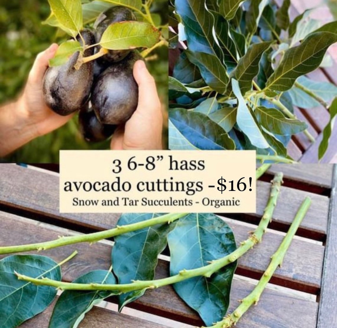 3 Hass Avocado Tree Cuttings 6-8” Live Avocado Tree Stems Scions to ...