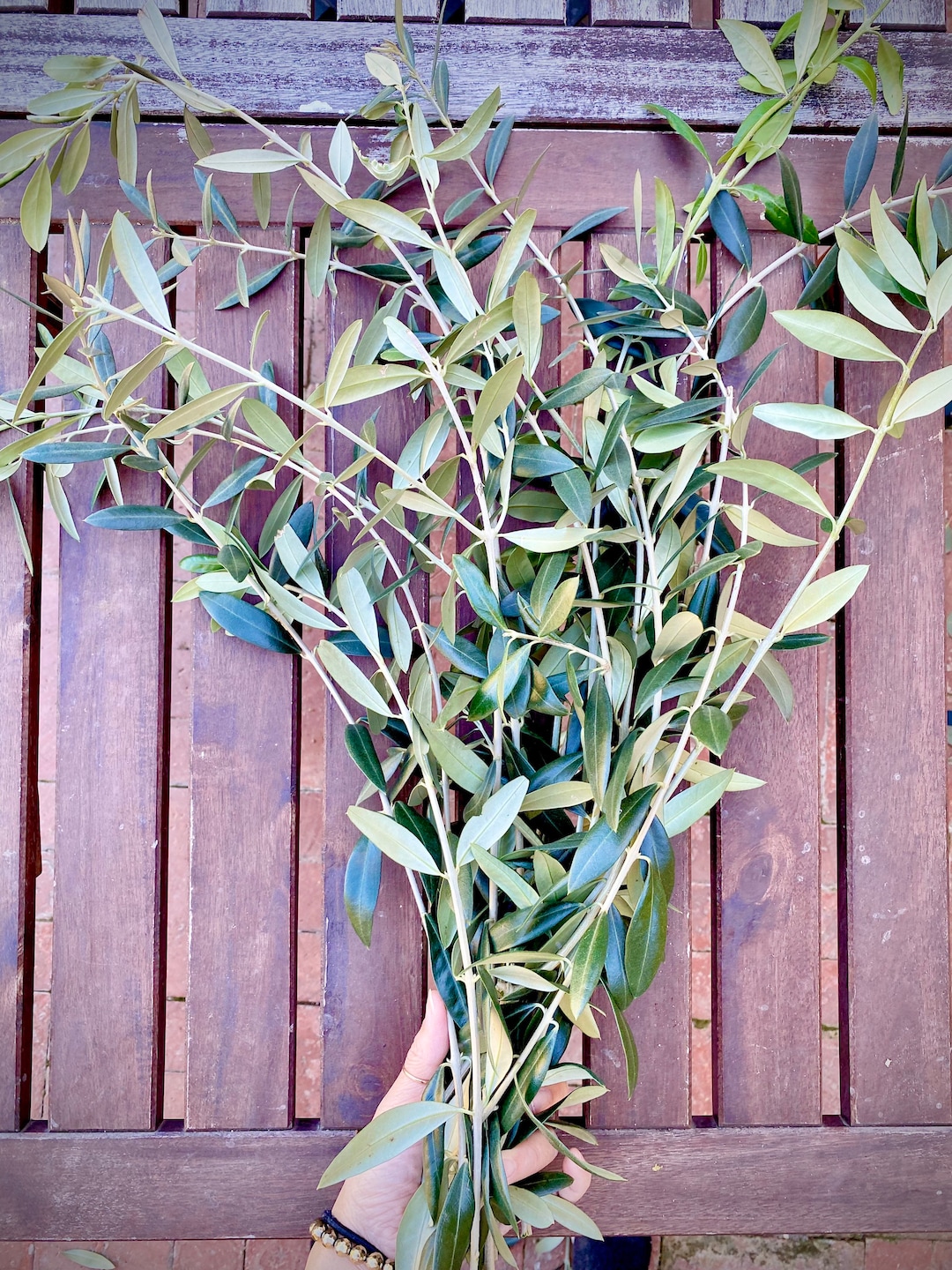 Olive Tree Stems 10-12+ 15”+ Inches Fresh Mediterranean Greek Olive ...