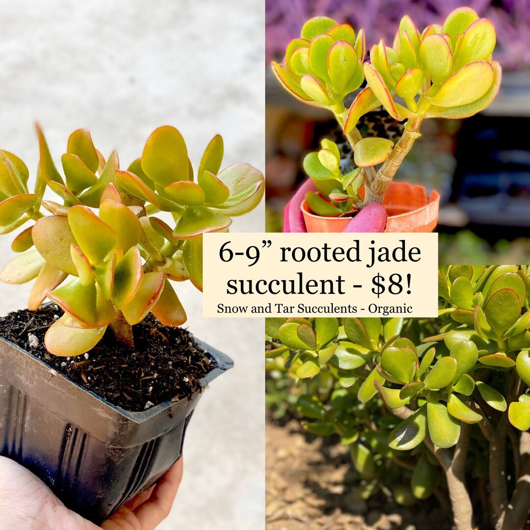 Rooted Crassula Ovata Live Jade Plant With Well Established Roots 6-9 ...