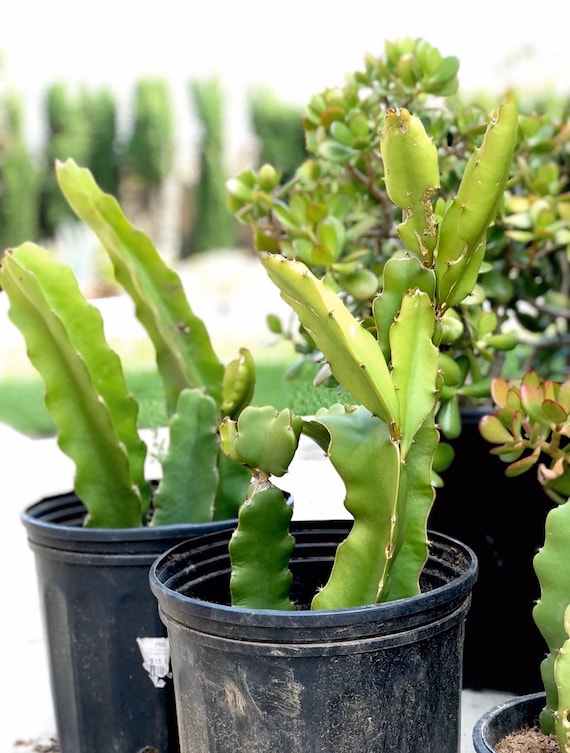 Planta De Fruta Del Dragón Blanca Conoces La Pitaya, Pitahaya O Fruta