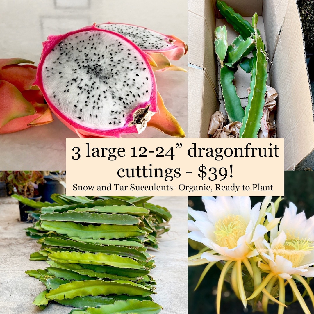 3 Dragonfruit Cuttings: White Flesh Pitaya Stem, Ready to Plant - Etsy