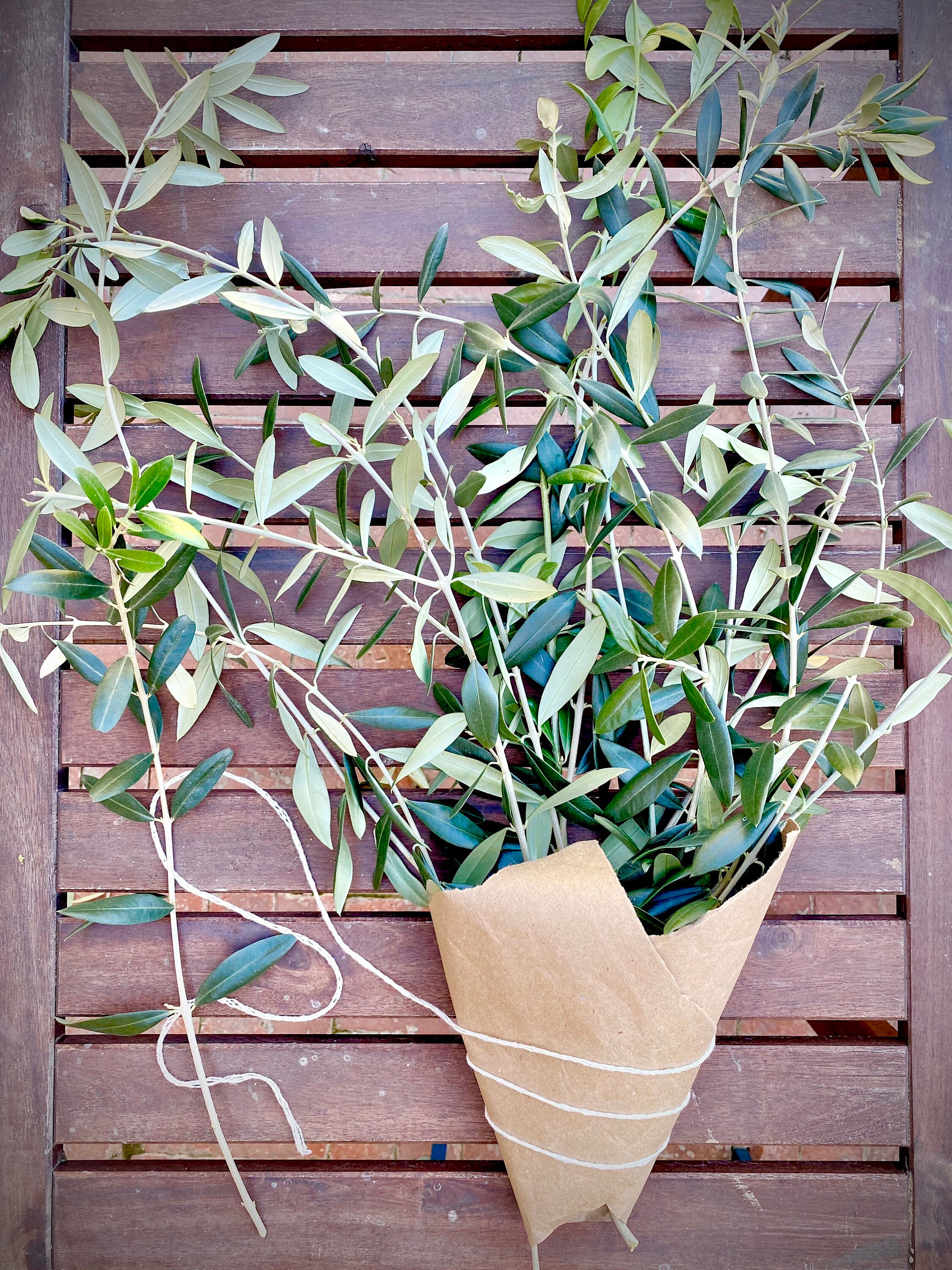 Olive Tree Stems 10-12 15 Inches Fresh Mediterranean Greek | Etsy