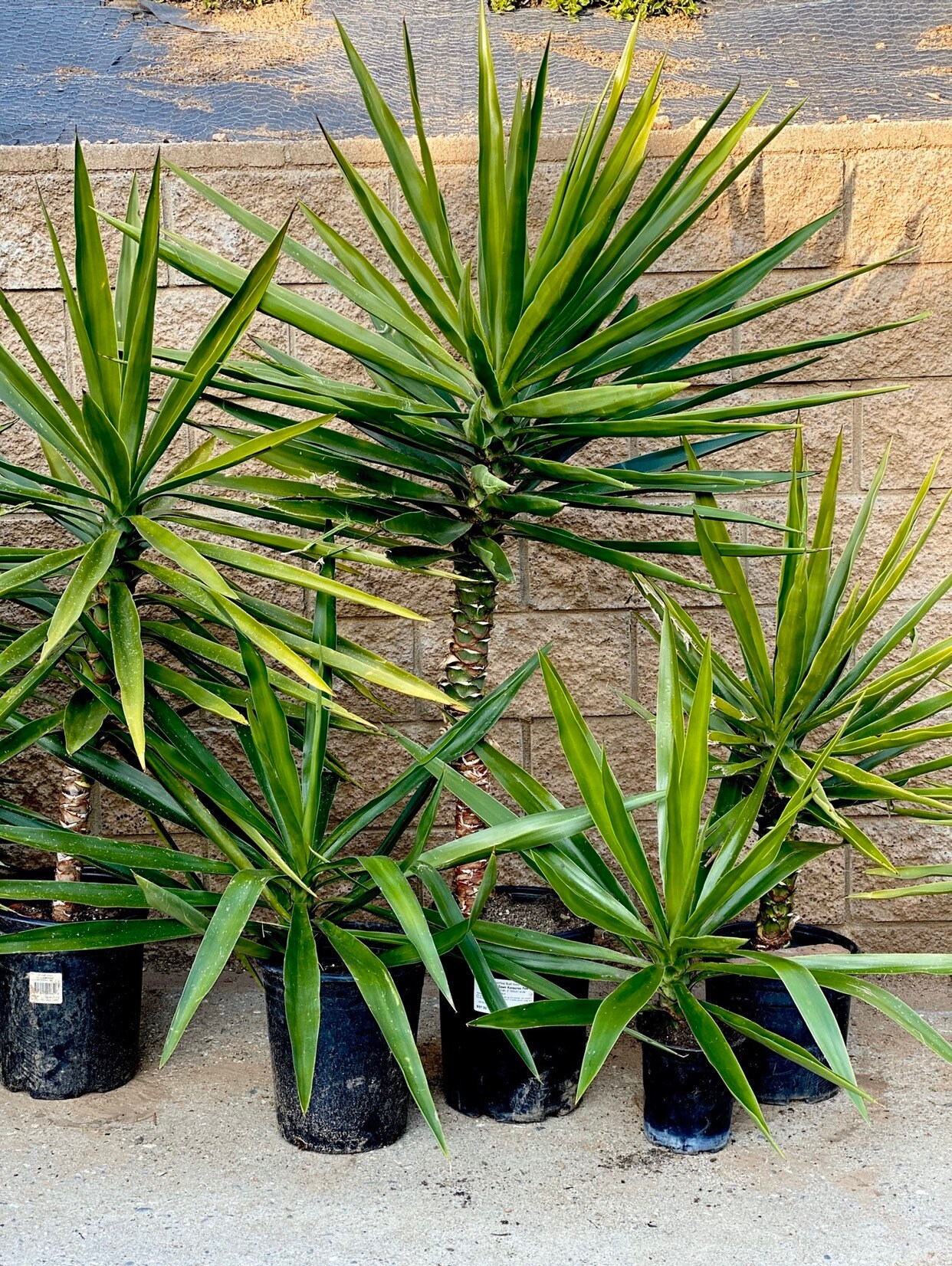 Yucca Aloifolia Tree Cutting Spanish Bayonet Aloe Yucca 22-30 | Etsy