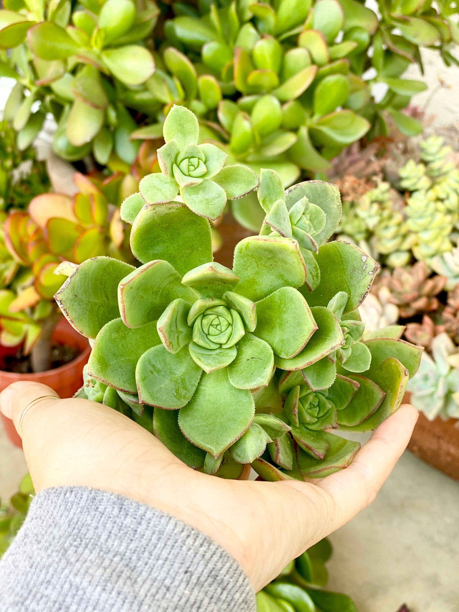 100 Succulent Plant Cuttings Easy to Grow With How to | Etsy