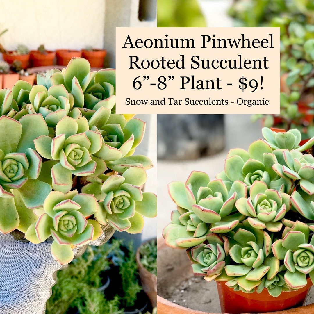 Aeonium Haworthii Kiwi Pinwheel Succulent Plant With Well Established ...