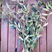 Olive Tree Stems 10-12+ 15”+ Inches Fresh Mediterranean Greek Olive ...