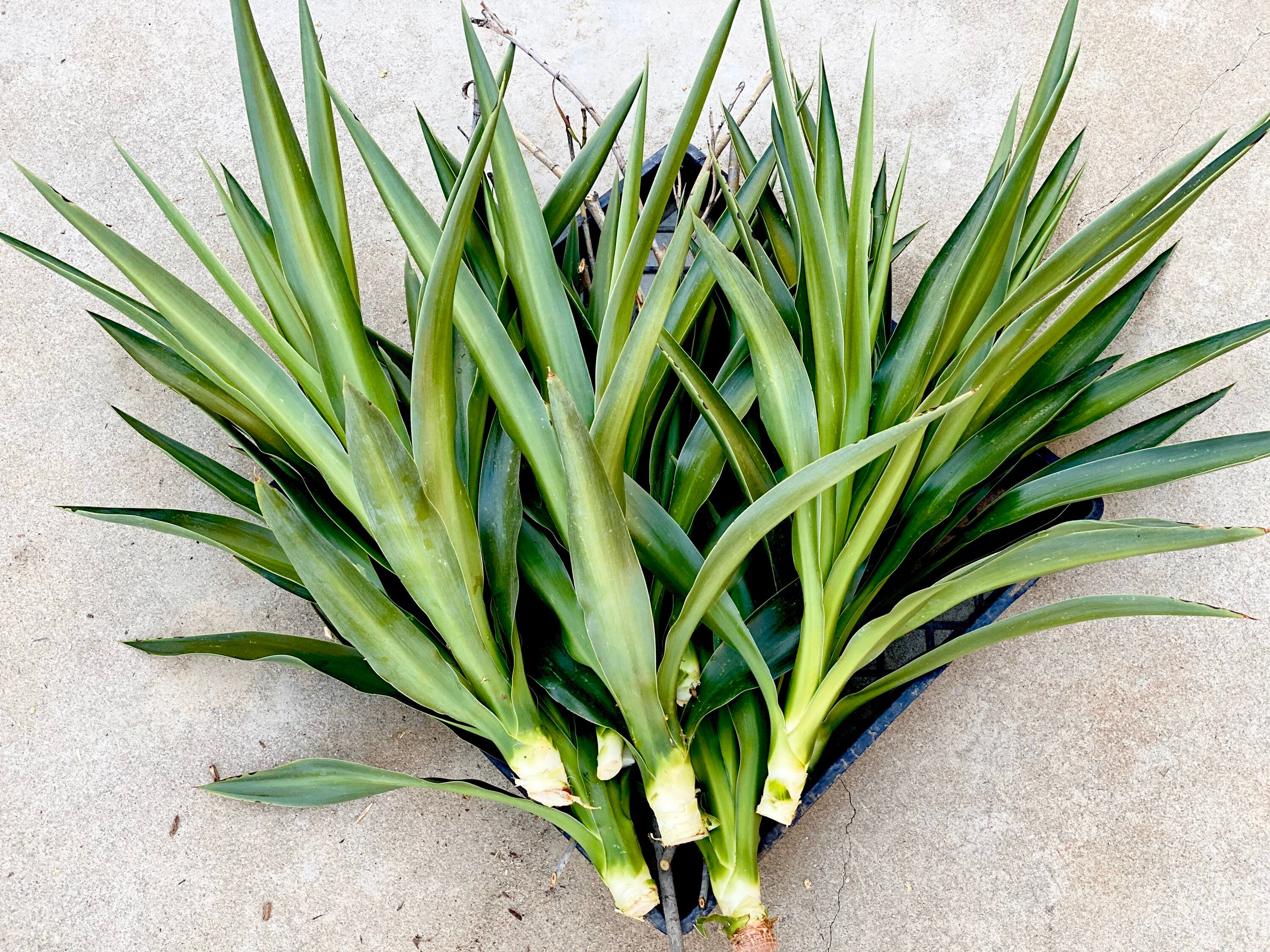Yucca Aloifolia Tree Cutting Spanish Bayonet Aloe Yucca 22-30 | Etsy