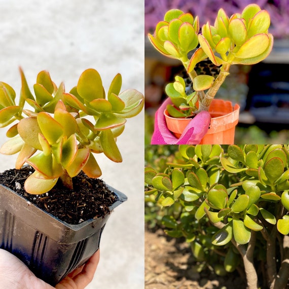 Yellow Root Plant Prices