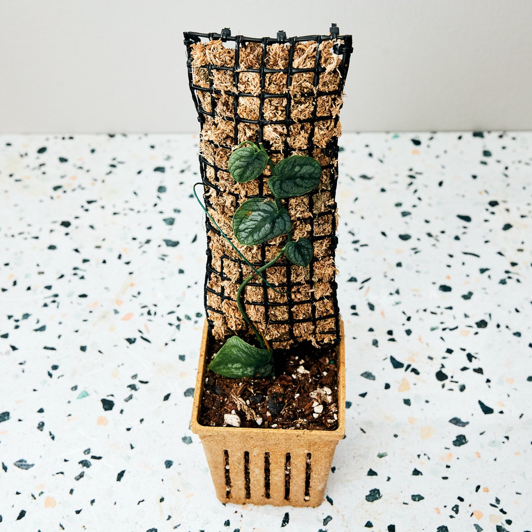 Monstera Dubia 4" Shingle Plant With Moss Plank - or Cutting - Etsy