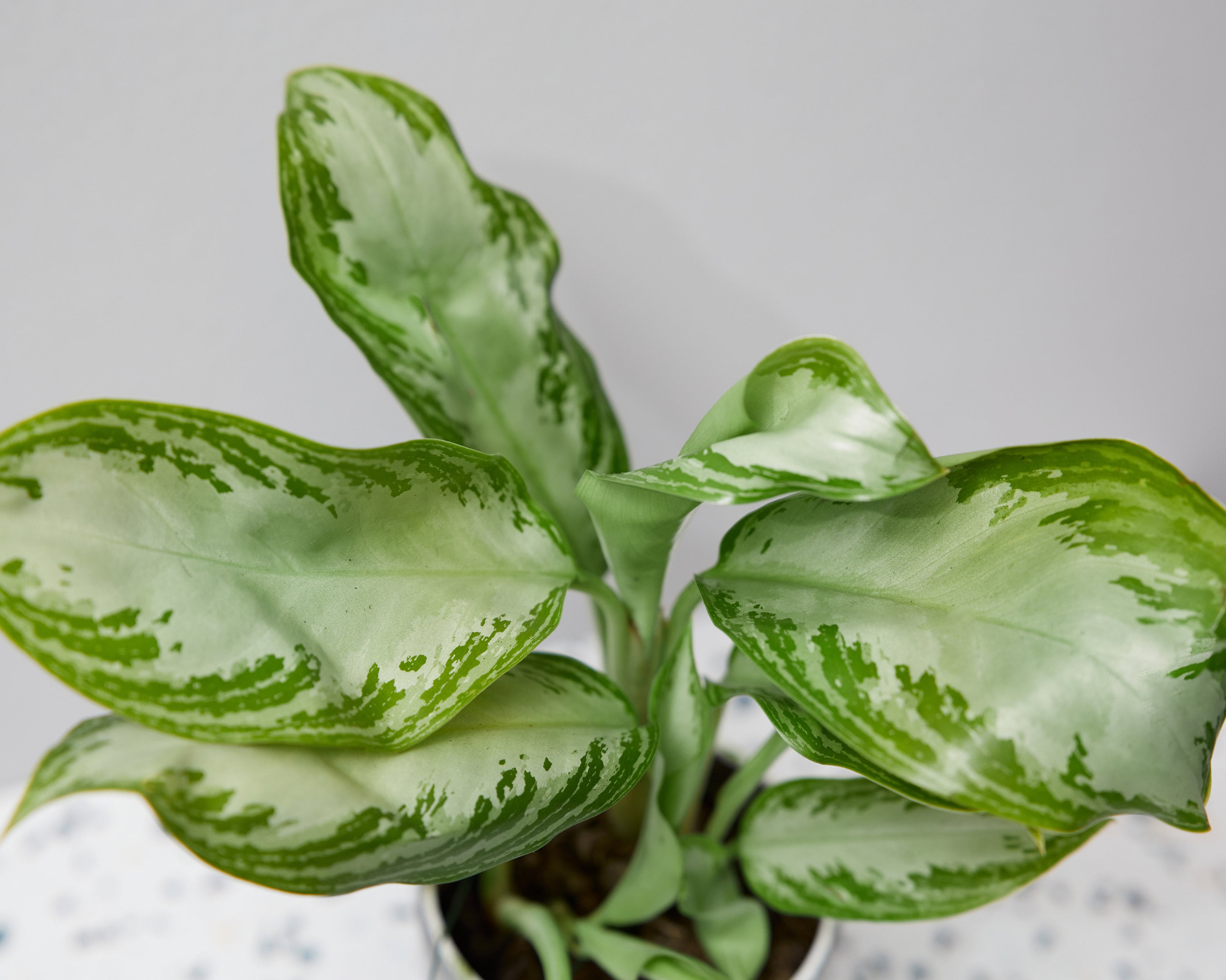 4 6 Chinese Evergreen Silver Bay Aglaonema - Etsy