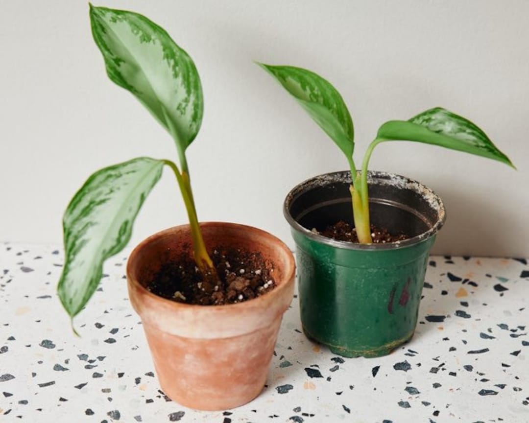 4" 6" Chinese Evergreen Silver Bay Aglaonema - Etsy