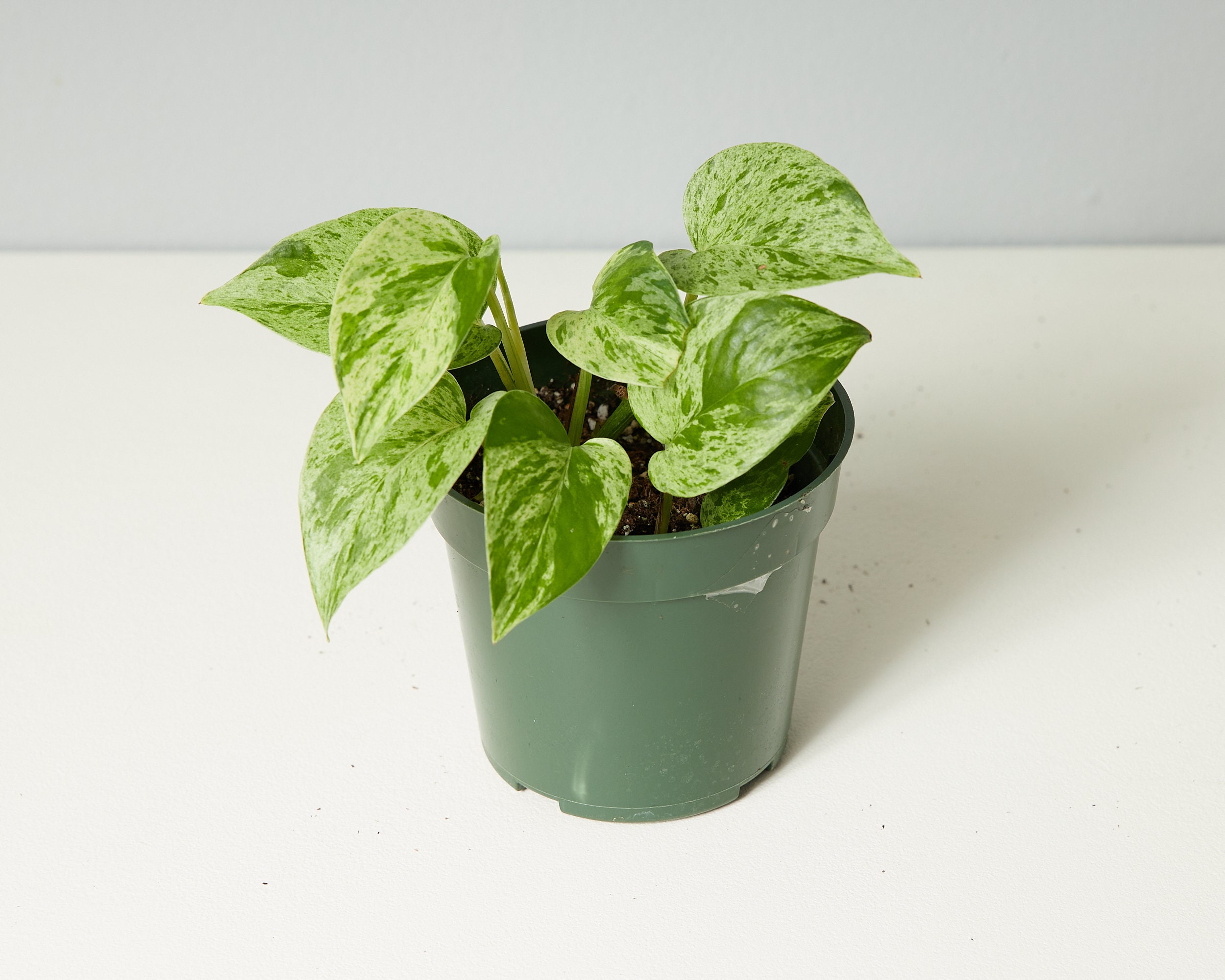 Marble Queen Pothos Variegated Houseplant Cuttings and Starters - Etsy